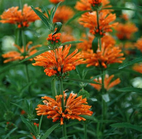 Leonotis Leonurus Diaplant