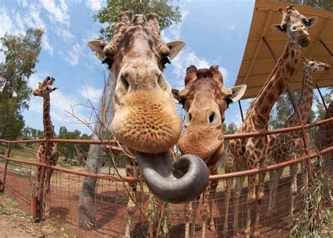 9 Giraffe Tongue Facts Color Length 4 Features Storyteller Travel