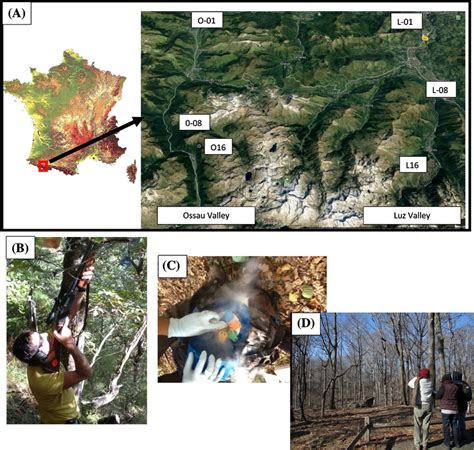 Sampling Buds From Sessile Oak Trees In The Pyrenees A Location Of
