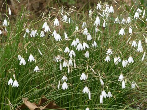 Acis Autumnalis Une Plante Vivace Du Jardin Du Morvan La Pépinière De