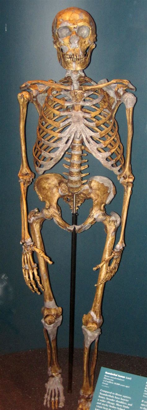 Homo Neanderthalensis Skeleton