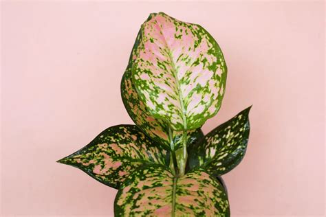 Aglaonema Pink Splash Care Travaldos Blog