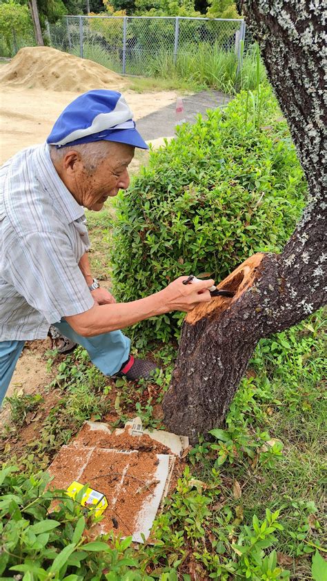 清山荘をご利用くださっている、小林さん90歳に桜の手入 せいざん元気センター／npo法人あやべ福祉フロンティア