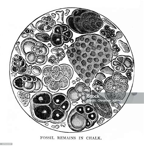 Fossils In Chalk Under Microscope Prehistoric Paleontology Geology