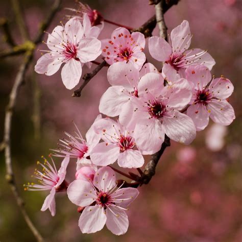 Prunus Sp Early Flowering Cherry 3 © Jonathan Billinger Cc By Sa 2 0 Geograph Britain And