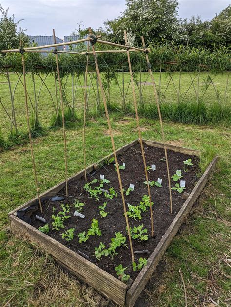 Barrow Urc Primary School Barrows Vegetable Patch