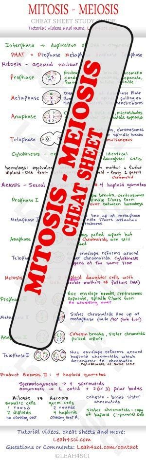 Mitosis And Meiosis Mcat Cheat Sheet Study Guide