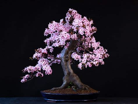 Growing And Caring For A Plum Bonsai Tree Sageretia Theezans Florgeous