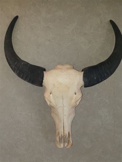 Large Natural Water Buffalo Skull Bubalus Bubalis Catawiki