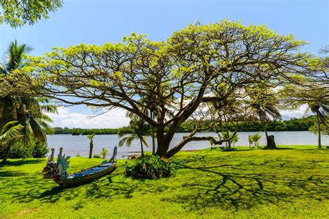 The Best Native Hawaiian Trees For Small Gardens Mana Home Services