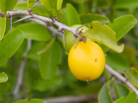 Drupe Enjoy The Oslo Riverfront Conservation Area