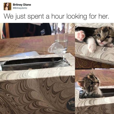 Smol Kit In A Tissue Box R Tightpussy