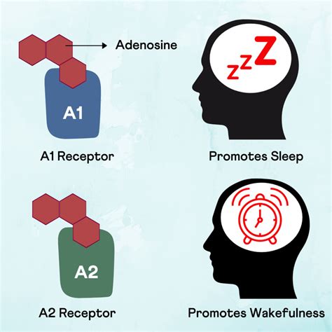 Caffeine And Sleep How Are They Genetically Linked