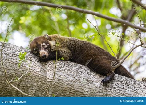 Sleeping White Nosed Coati Nasua Narica Costa Rica Stock Image