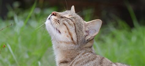 Toefl в России в 2025 году как и где сдать экзамен по английскому