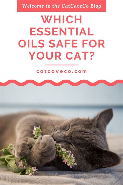 Are Fragrance Oil Diffusers Safe For Cats At Marcia Janice Blog