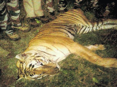 Man Eater Tiger Shot Dead