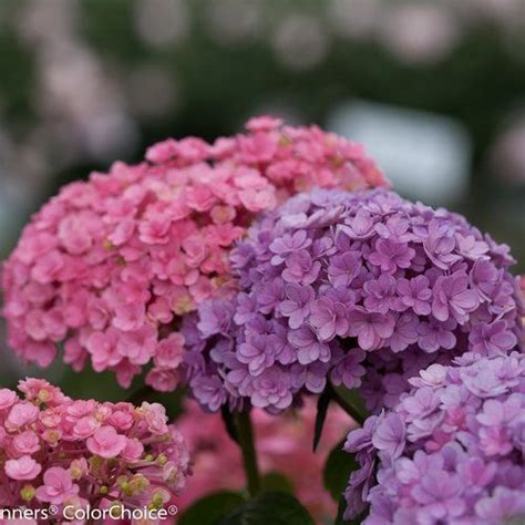 Paraplu® Bigleaf Hydrangea Hydrangea Macrophylla Proven Winners Bigleaf Hydrangea Big