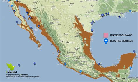 Whimbrel Viva Natura Field Guide