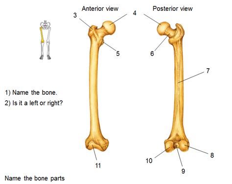 Lower Extremities 1 Diagram Quizlet