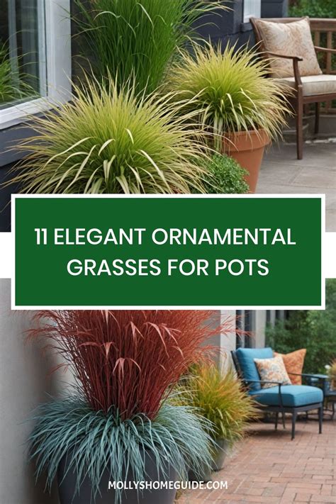 11 Elegant Ornamental Grasses For Pots Grasses For Pots Ornamental
