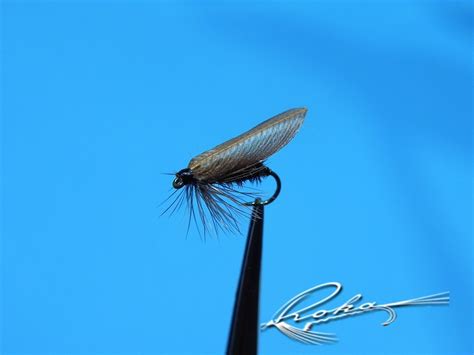 Neuroptera Alder Fly Flyfishing Serbia