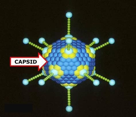 Viruses Structure And Repro Flashcards Quizlet