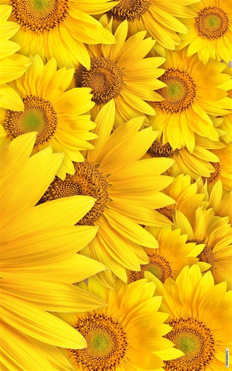 Yellow Sunflower Background