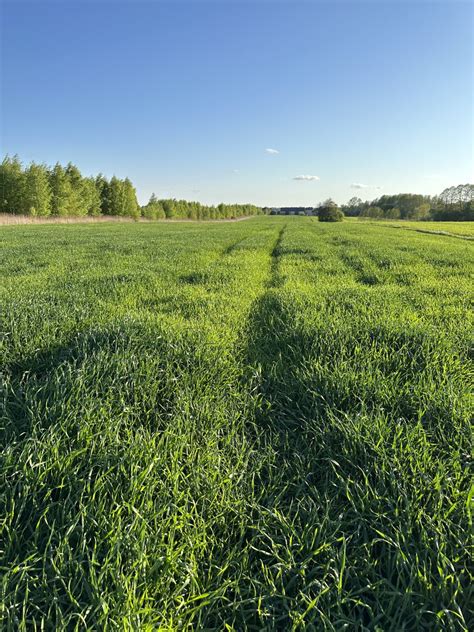 Tadeus Zdjęcie Fotka Foto Numer 826208 Galeria Rolnicza Agrofoto