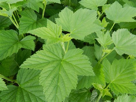 Cassis Les Tisanes De Fred