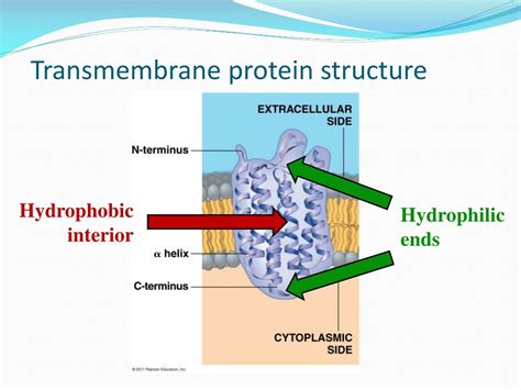 Ppt Chapter 7 Warm Up 1 Powerpoint Presentation Free Download Id 336743