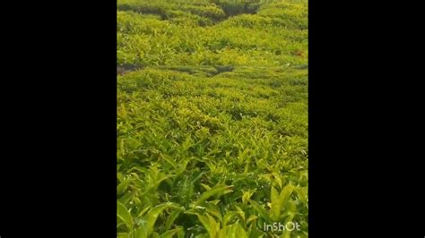 Theyilai Thottam Youtube