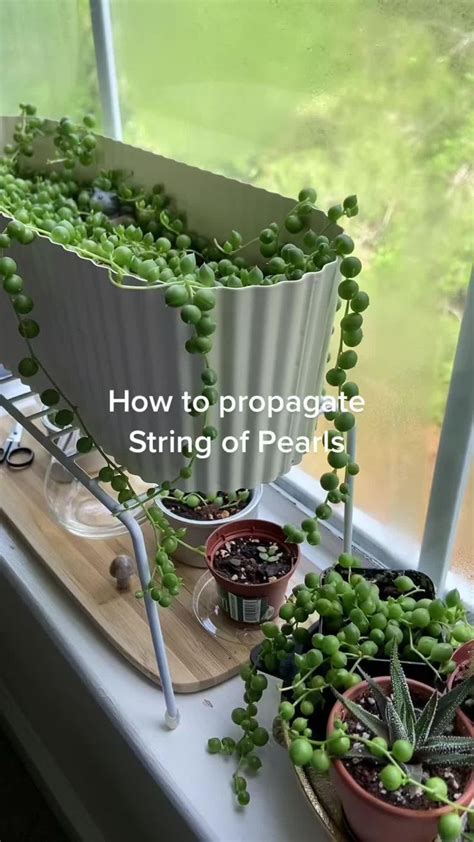 Senecio String Of Pearls [video] Propagation Ideas Easy Indoor Plant