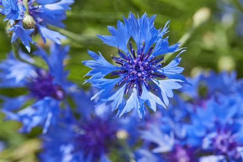 Centáurea Dicas Essenciais Para Cultivar Esta Bela Planta Blog Das