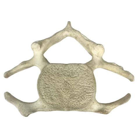 Fossilized Whale Vertebrae For Sale At 1stdibs Blue Whale Vertebrae