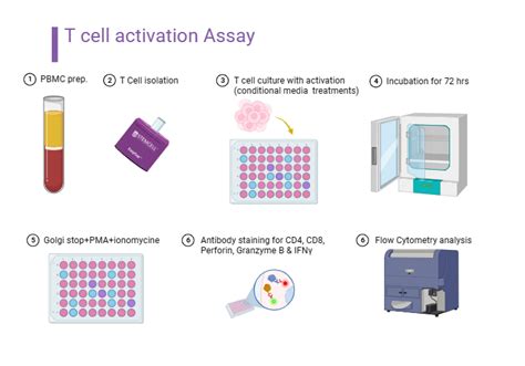 T Cell Activation Assay Biorender Science Templates