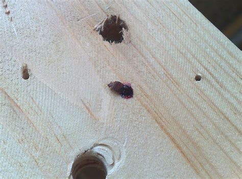 Trattamento Ectoparassiti Aeroratti