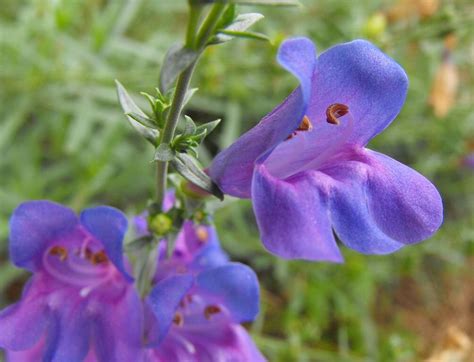 7 Native Flowers Perfect For Your California Home — Yamagamis Garden