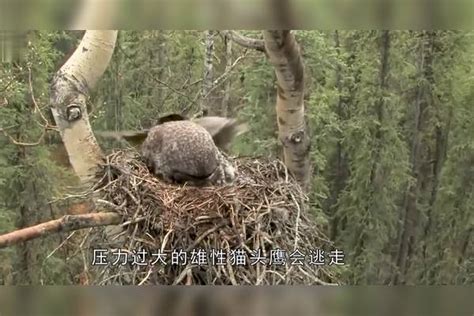 白天是猫,夜晚是鹰,猫头鹰到底是猫还是鹰?白天睡觉晚上抓老鹰白天猫头鹰老鹰 白天是猫,夜晚是鹰,猫头鹰到底是猫还是鹰?白天睡觉晚上抓老鹰白天猫头鹰老鹰