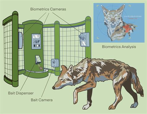 Sick Coyote Symptoms