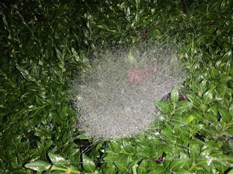 Entomologists Of Connecticut Is This A Spongy Moth Nest