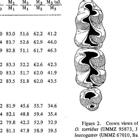 Ratios Of Selected Mean Dental Lengths Of Living Onychomys Download