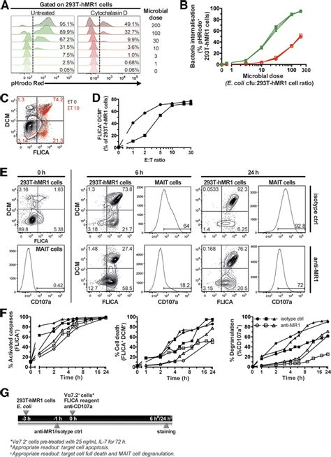 Optimization Of A Mait Cell Cytotoxicity Assay Representative Example