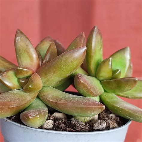Sedum Nussbaumerianum Giromagi Cactus And Succulents