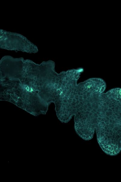 Spatial Transcriptomics In Plants Workshop Earlham Institute