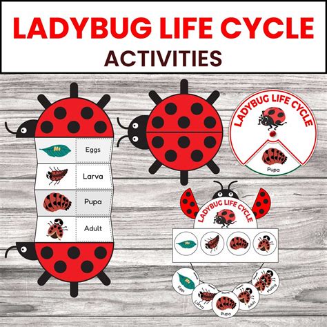 Ladybug Life Cycle Activities Homeschool Printable Foldable Science Craft Life Cycle Of A