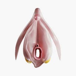 Clitoris Best Stl Files For 3d Printing・31 Free Models To Download・cults