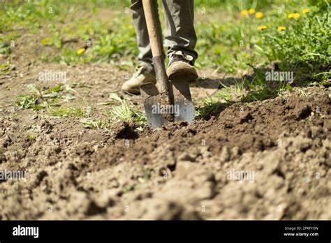 Guy Is Digging Ground In Garden Planting Potatoes In Russia Gardener