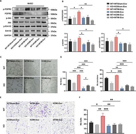 Cd44 Promotes Plasma Exosome Proangiogenic Function By Enhancing Fgfr2