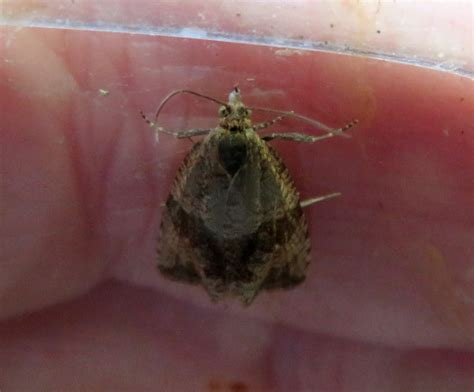 Wickler Foto And Bild Natur Insekten Tiere Bilder Auf Fotocommunity